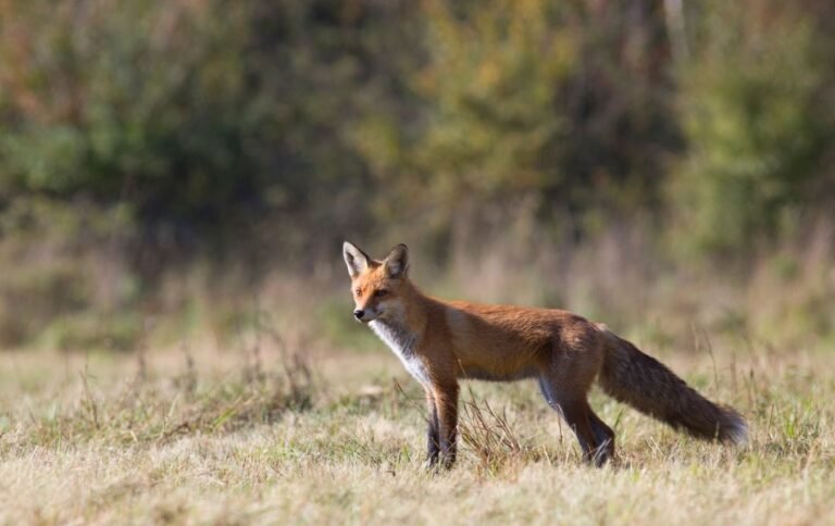 How to Hunt Fox: Everything You Need to Know - Muddy Hunting