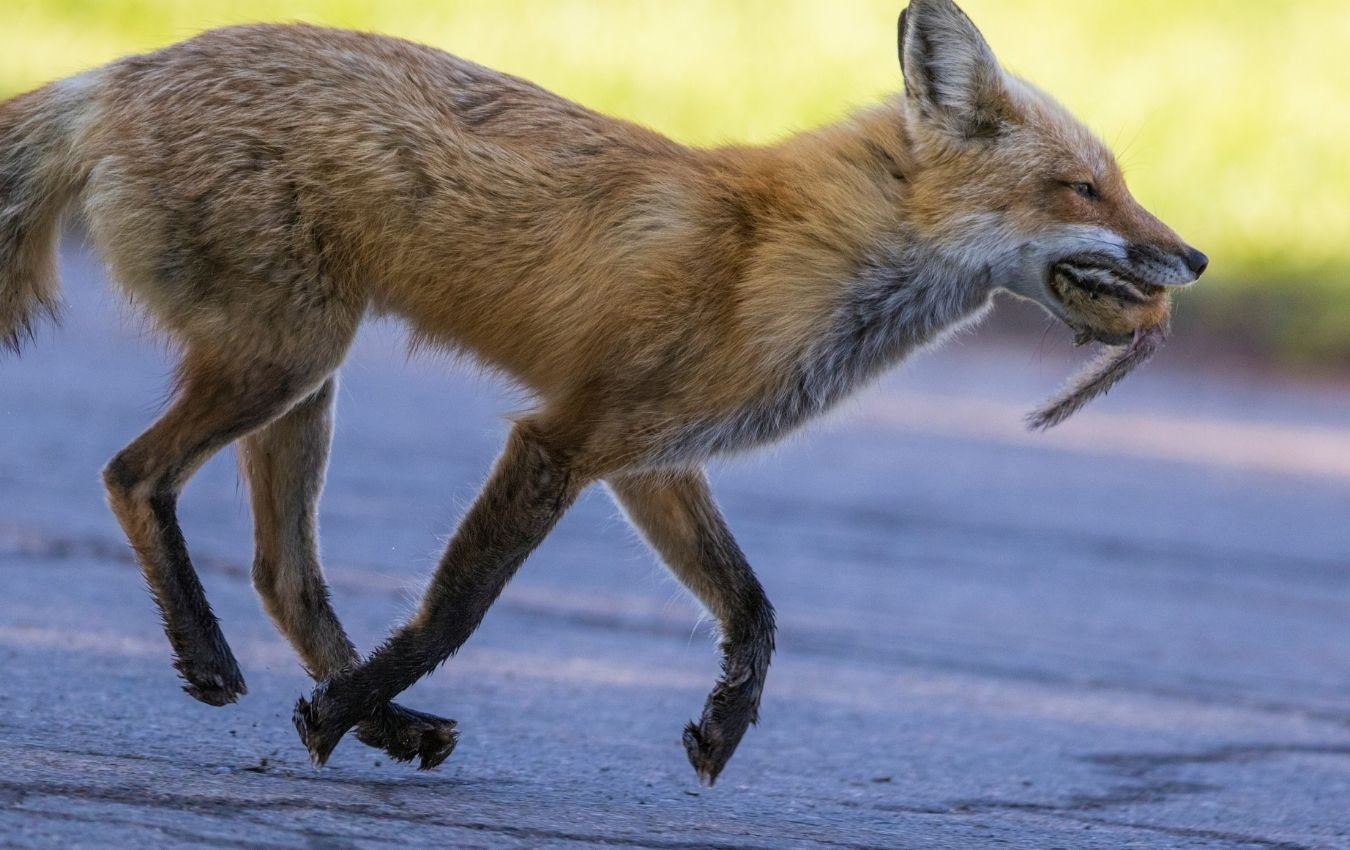 How to Hunt Fox: Everything You Need to Know - Muddy Hunting