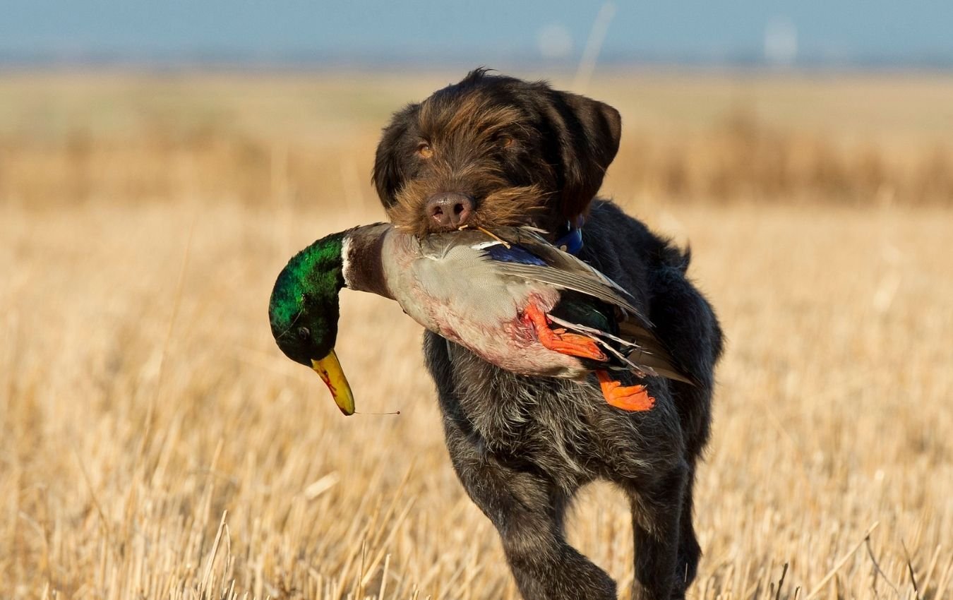 Duck Hunting Fundamentals - Muddy Hunting