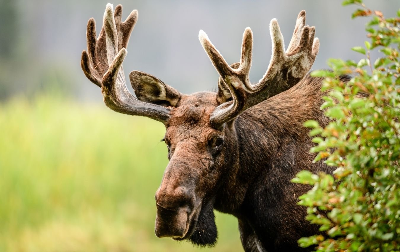 Moose Biology - Muddy Hunting