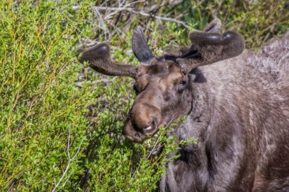 Field Judging a Bull Moose - Muddy Hunting