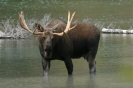 Field Judging a Bull Moose - Muddy Hunting