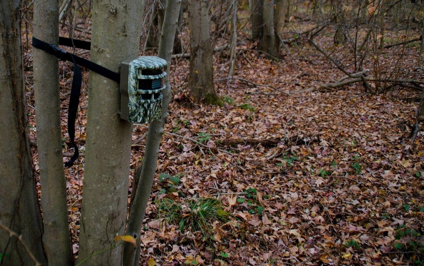 Best Trail Cameras for Wildlife and Where to Place Them - Muddy Hunting